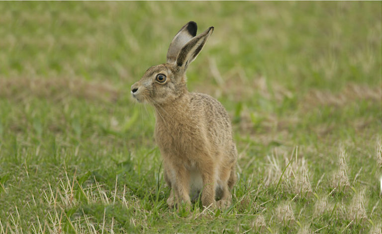 Norfolk Bird Tours & Wildlife Photography
