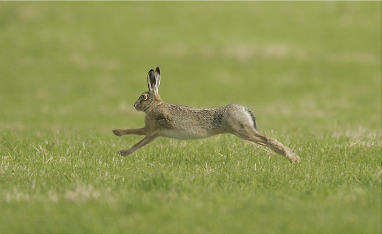 Norfolk Bird Tours & Wildlife Photography