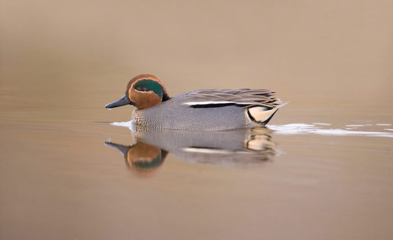 Norfolk Bird Tours & Wildlife Photography