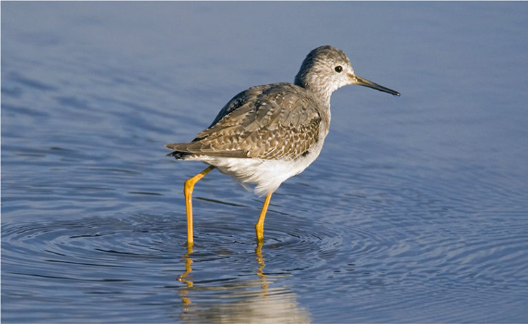 Norfolk Bird Tours & Wildlife Photography