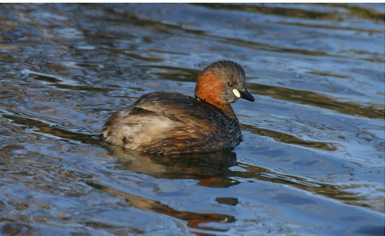 Norfolk Bird Tours & Wildlife Photography
