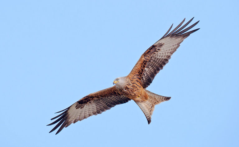 Norfolk Bird Tours & Wildlife Photography