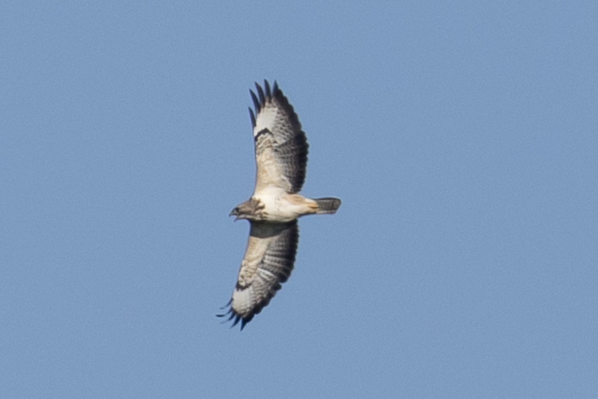 February 22nd -24th 2019 Three Day Norfolk Birding Winter Group Tour ...