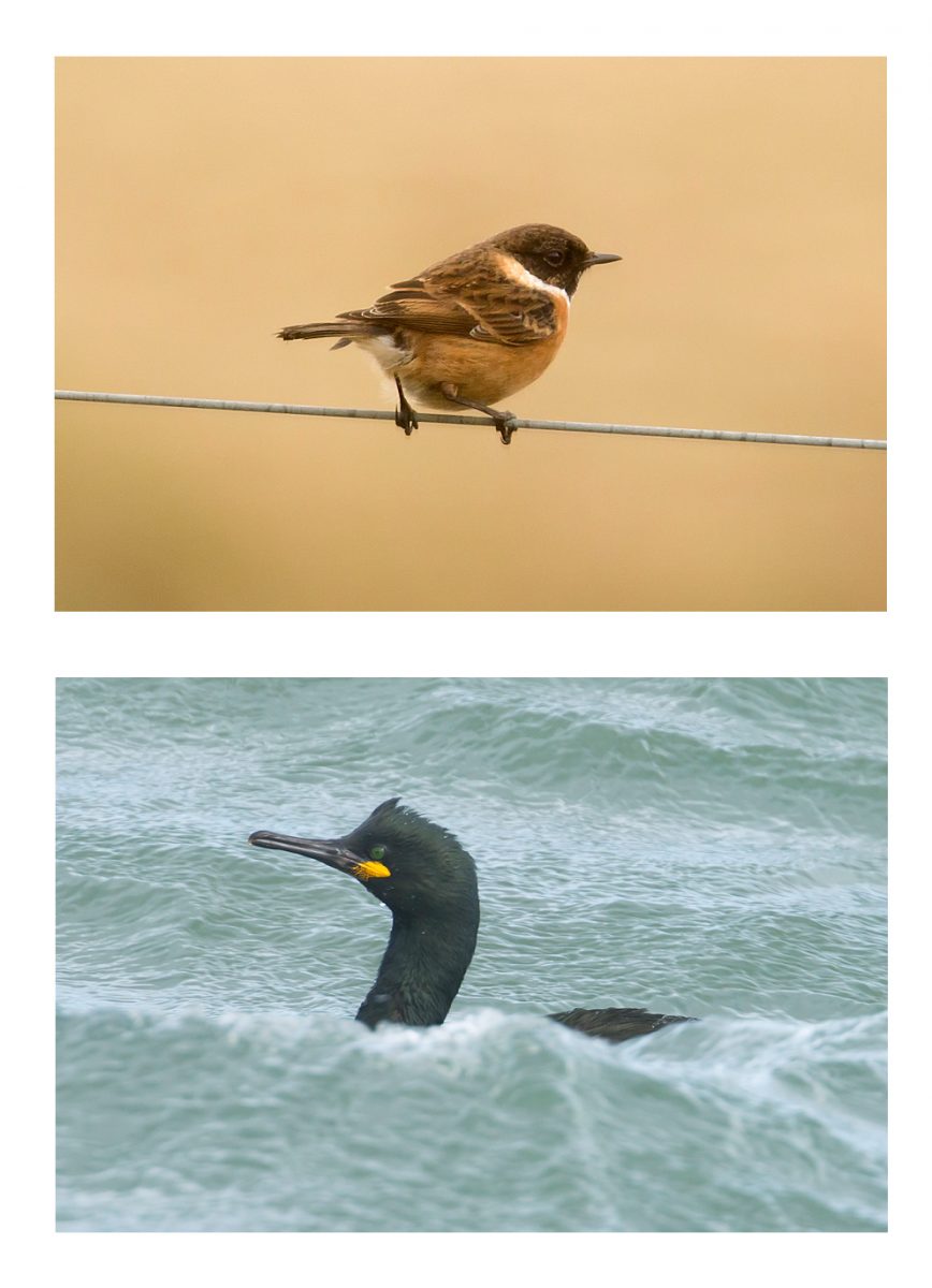 ISLAY TOUR REPORT Birding Tour of Islay 9th-16th March 2019 - Wordpress 1BX
