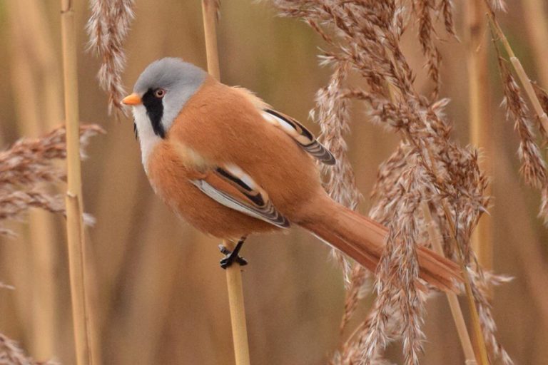 Norfolk Bird Tours & Wildlife Photography