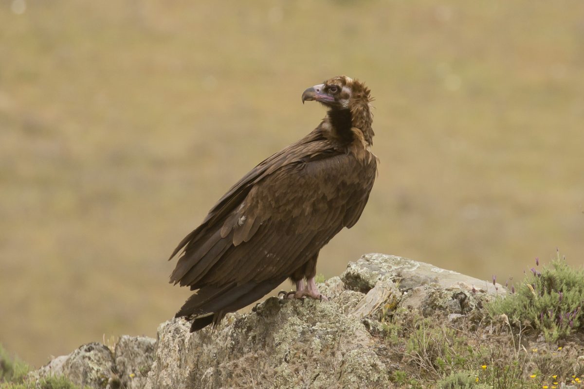 Extremadura bird tour Spain May 6th -13th 2019 - Wordpress 1BX