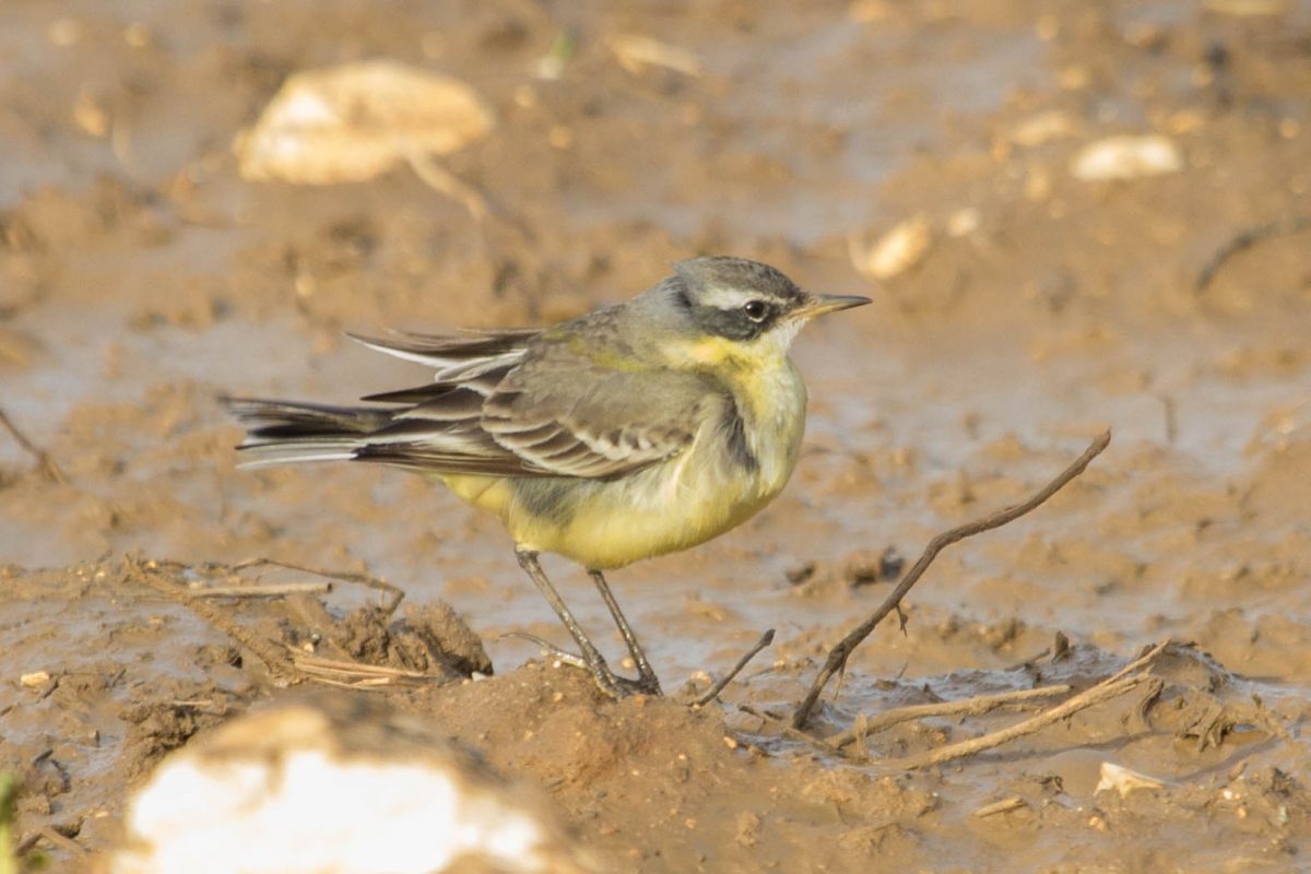 13th - 17th Norfolk Birding Winter Tour- Day One of Five - Wordpress 1BX