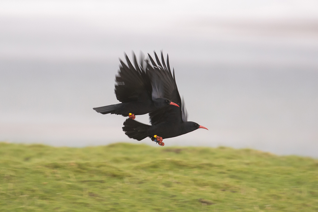 Islay Birding Tour February 1st-8th 2020 - Wordpress 1BX