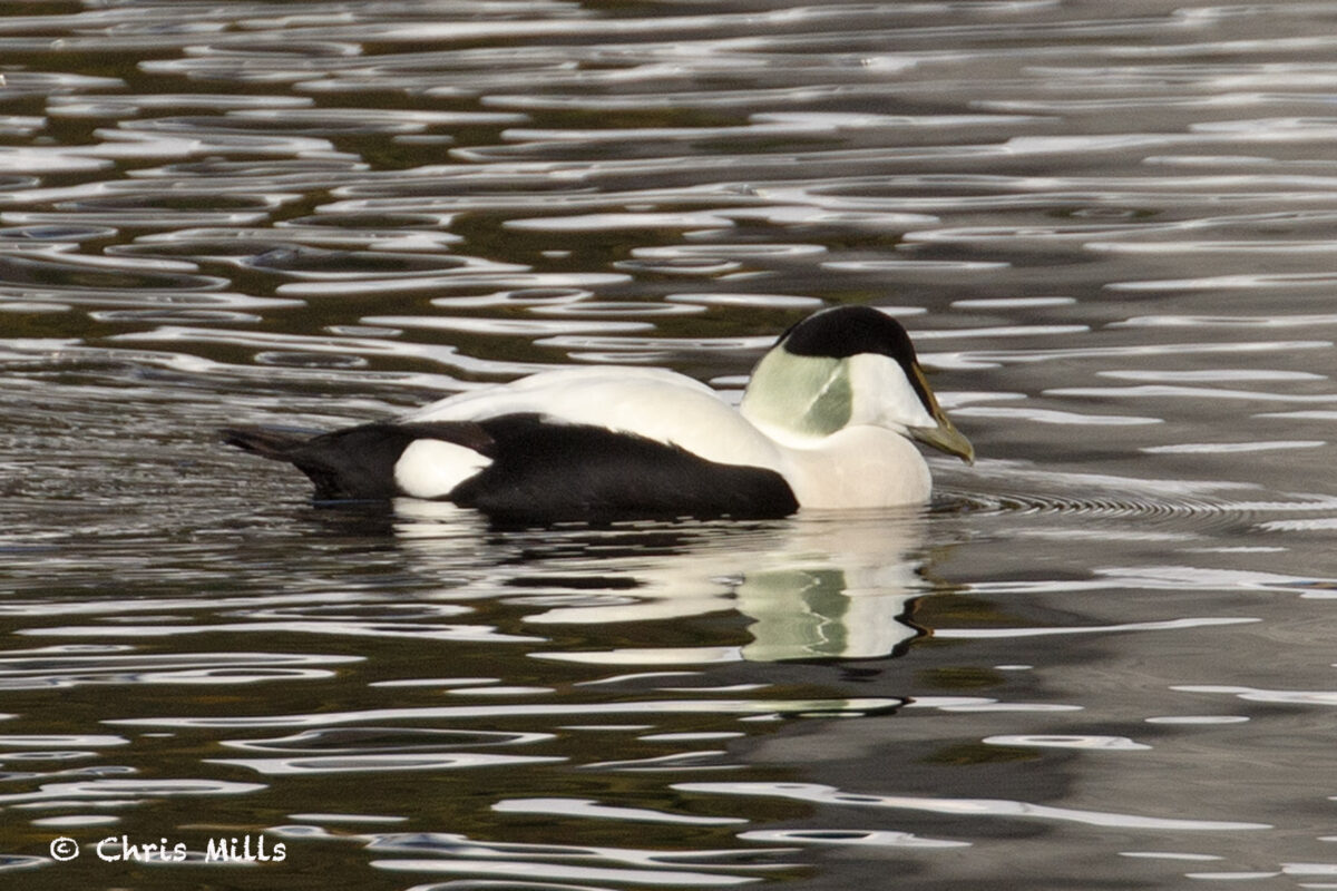 Islay Birdwatching Tour 23rd February – 2nd March 2023 - Wordpress 1BX
