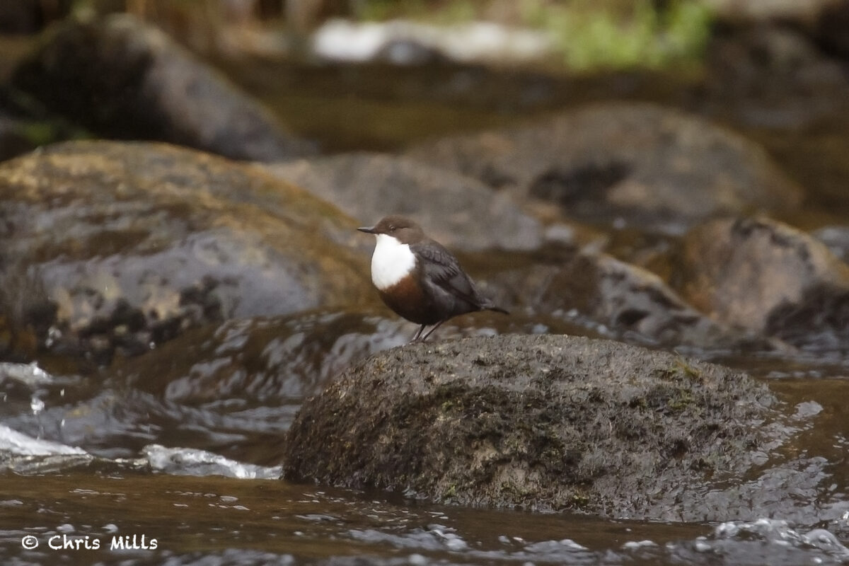 SCOTTISH HIGHLANDS BIRDWATCHING TRIP REPORT MARCH 25th-1st APRIL 2023 ...