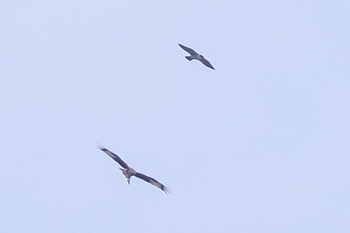 Norfolk 3 Day Spring Birdwatching Tour April 5th-7th - Wordpress 1BX ...